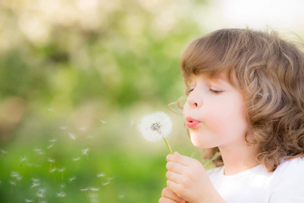 Pusteblume (Taraxacum officinale) auch Löwenzahn genannt ☀️ haus-garten ...